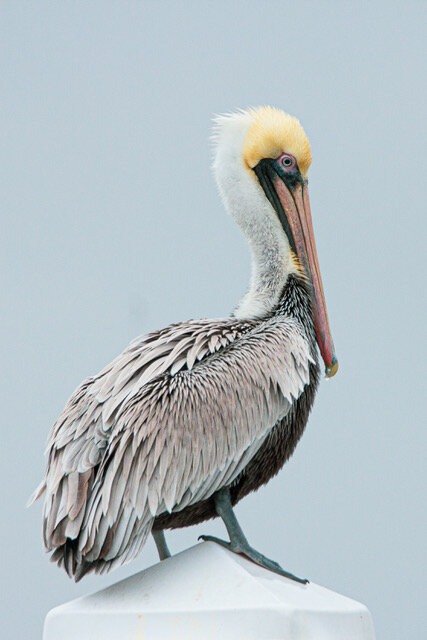 Restoring Crab Bank Seabird Sanctuary - South Carolina Wildlife Federation